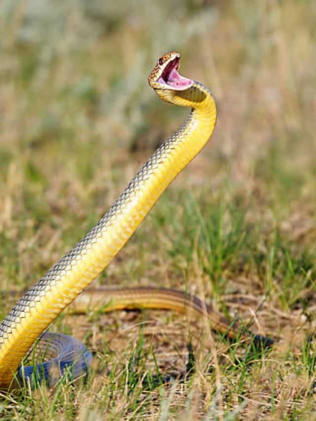 8 snakes that can jump