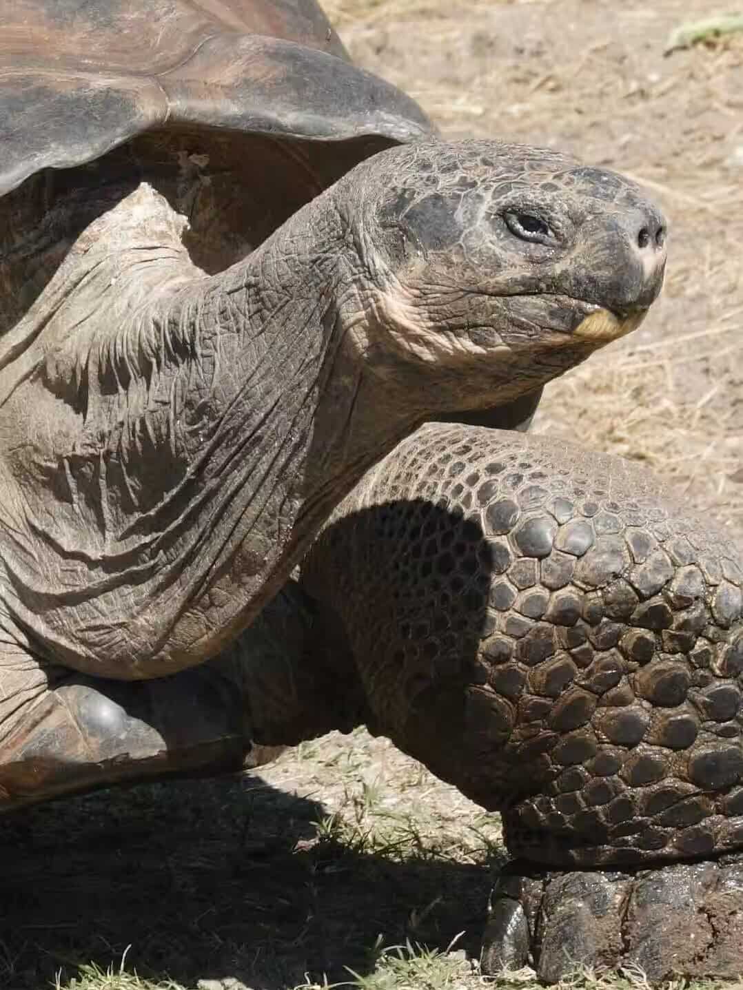 7 animals that can live months without food