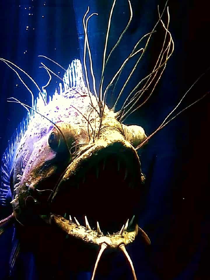 7 animals that live in deep ocean