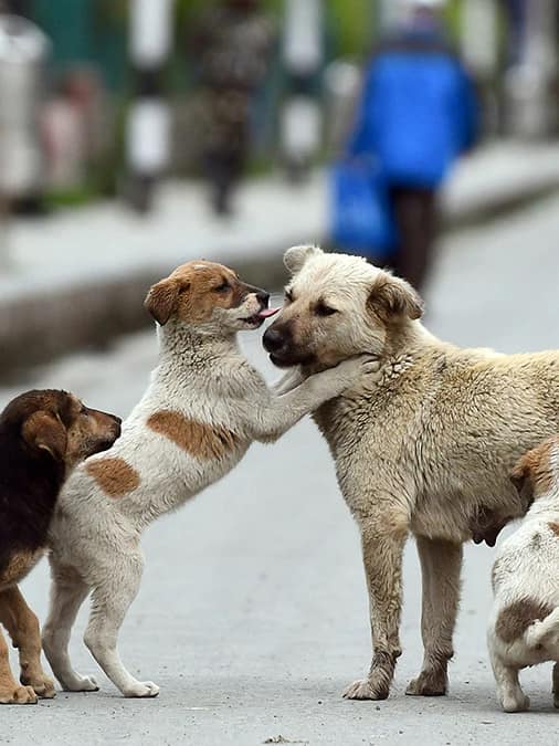 Which state has the most stray dogs?
