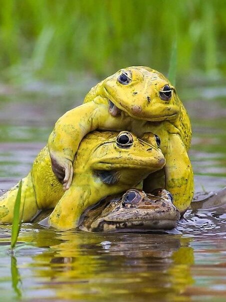 9 creatures that don't sleep