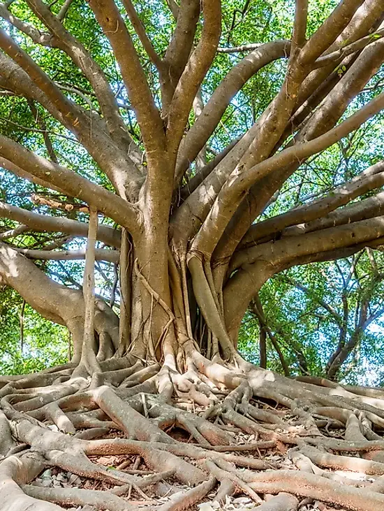 10 most dangerous trees