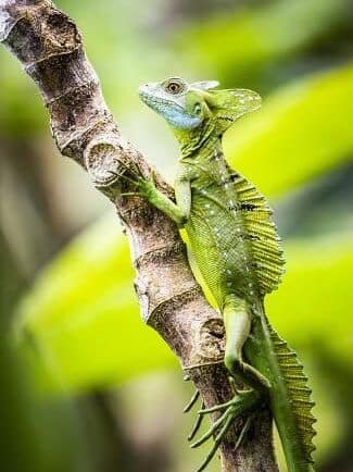 8 fastest reptiles in world