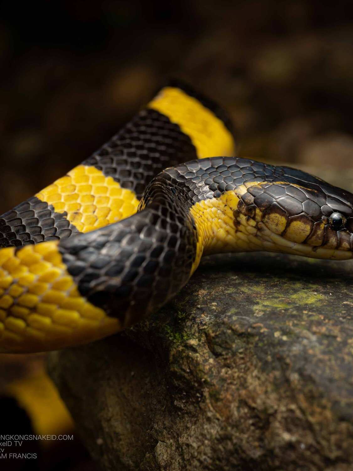 This snake in Assam sucks milk from cow