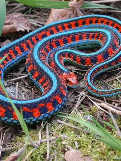 Most colourful snakes in world