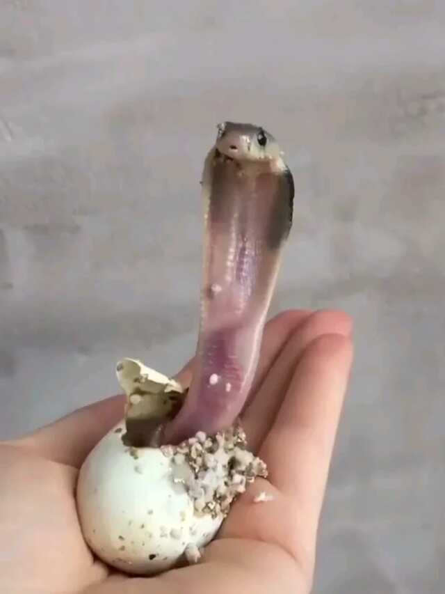 8 snakes found exclusively in India