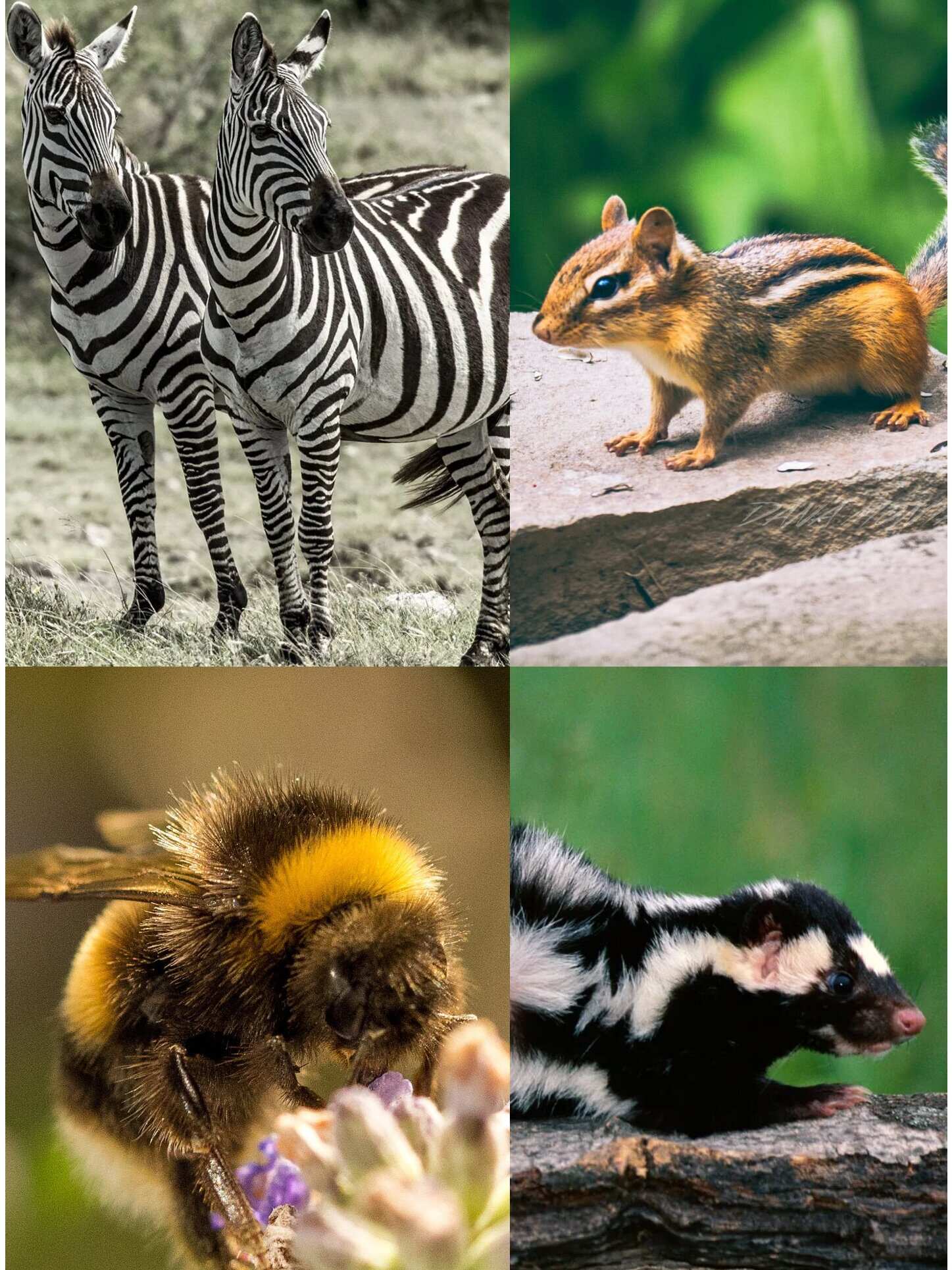 Animals that have stripes other than tigers