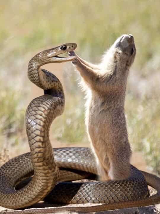 Animals that can kill and eat snakes