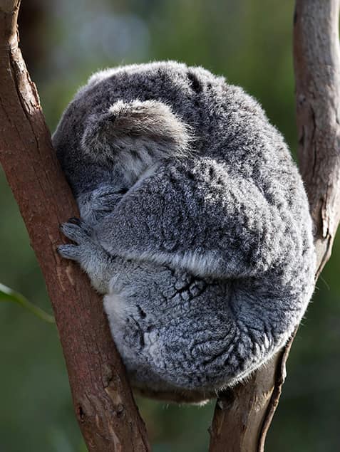 8 animals that sleep the most