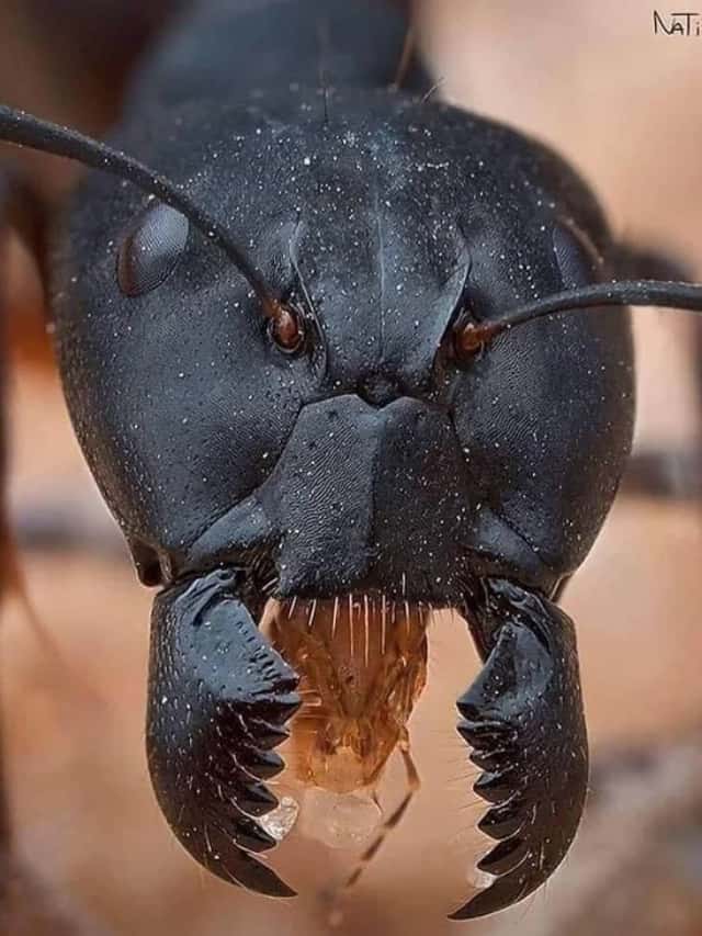 8 terrifyingly scary-looking animals