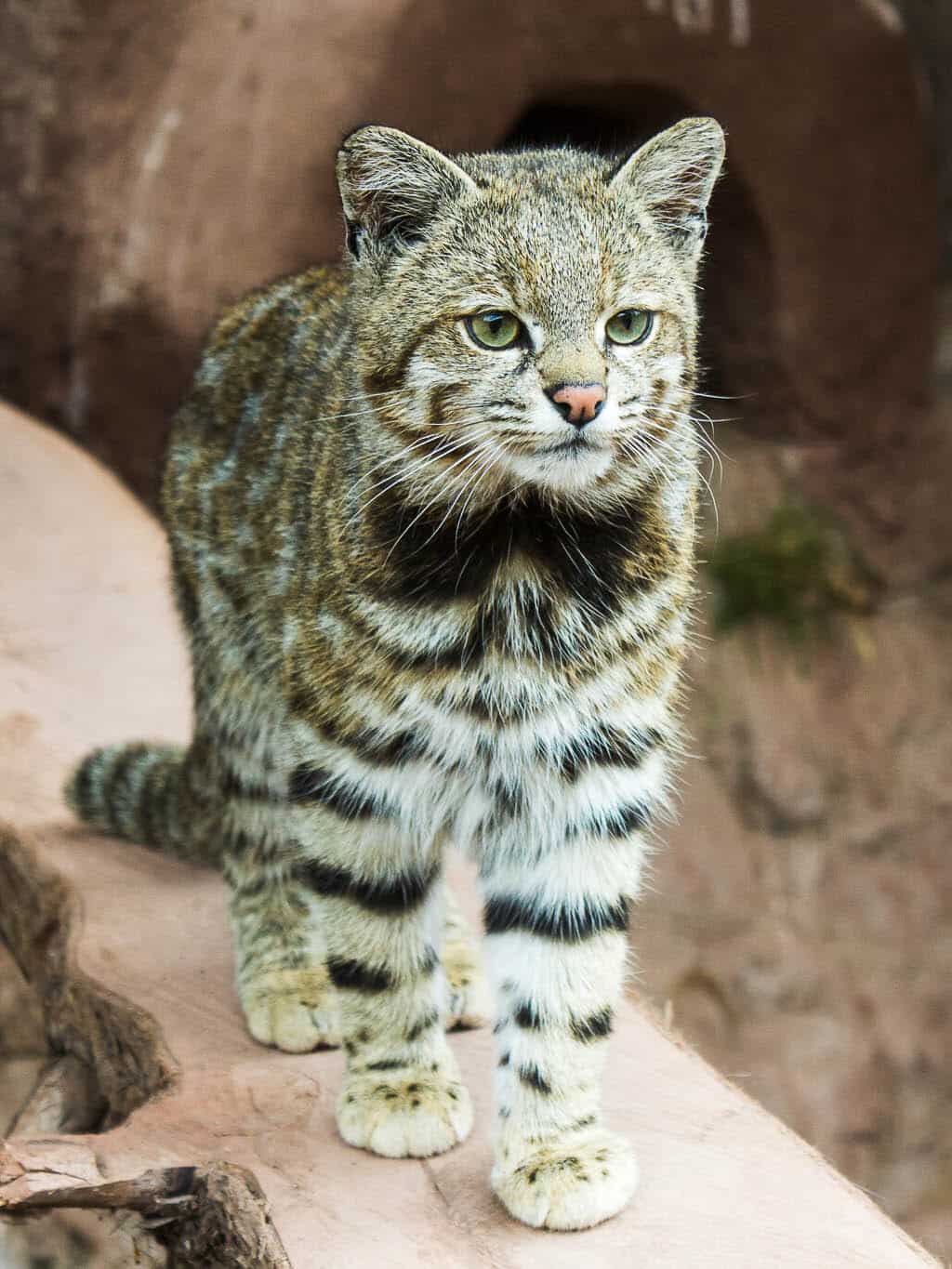 7 endangered cat species on Earth