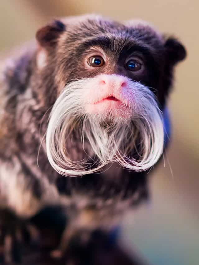 8 animals that have thick mustaches
