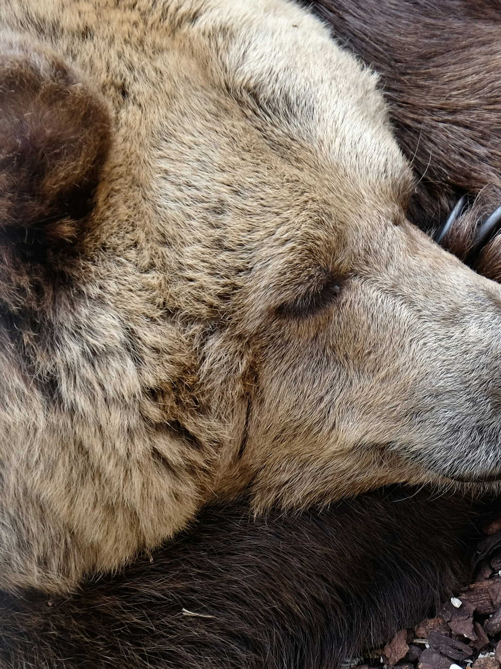 10 animals that hibernate