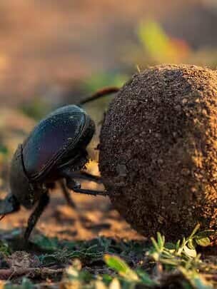 Most hardworking animals