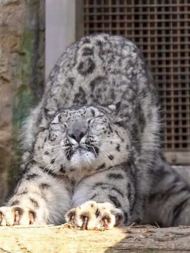 8 animals that should never be kept as pets