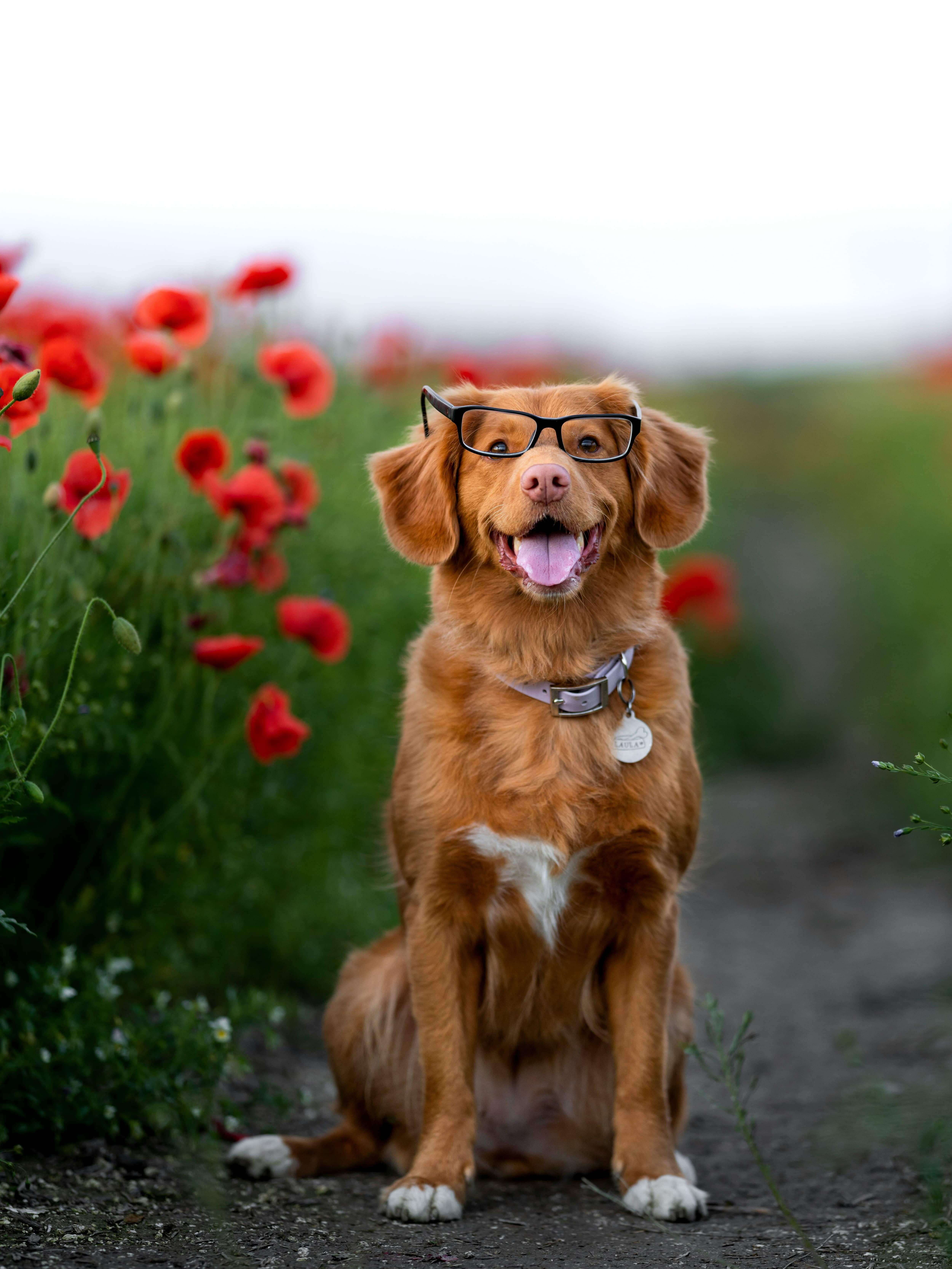 10 most intelligent animals on Earth