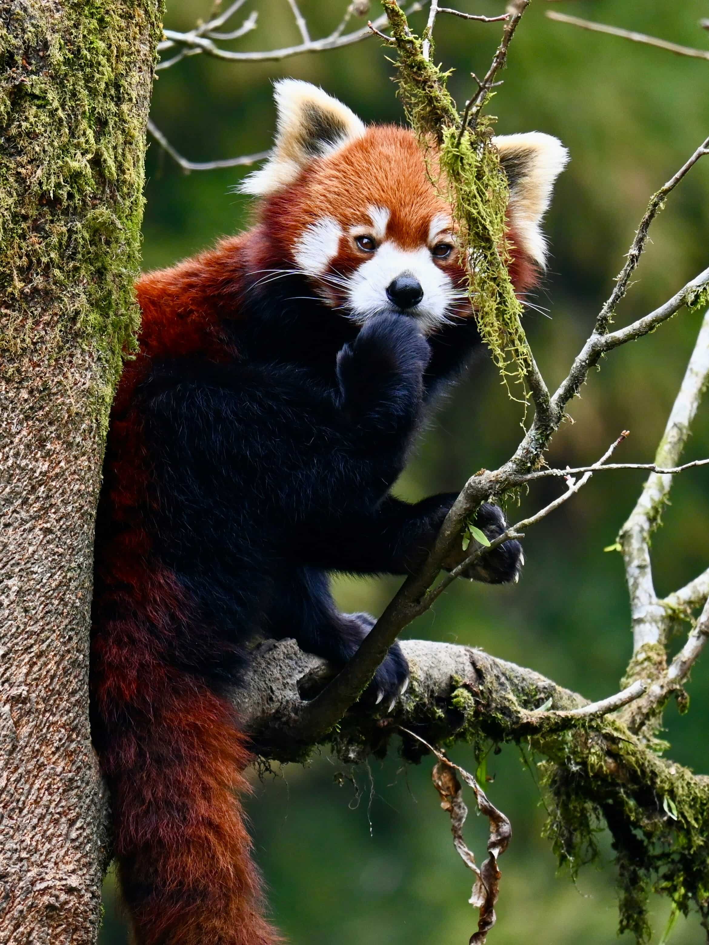 10 highly endangered animals on earth