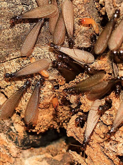 7 insects with one-day lifespan