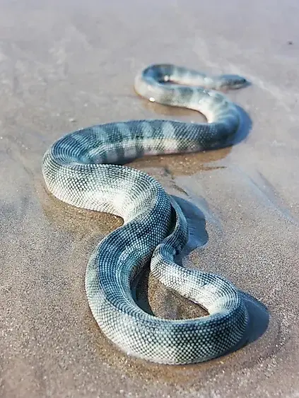 10 most poisonous snakes of world