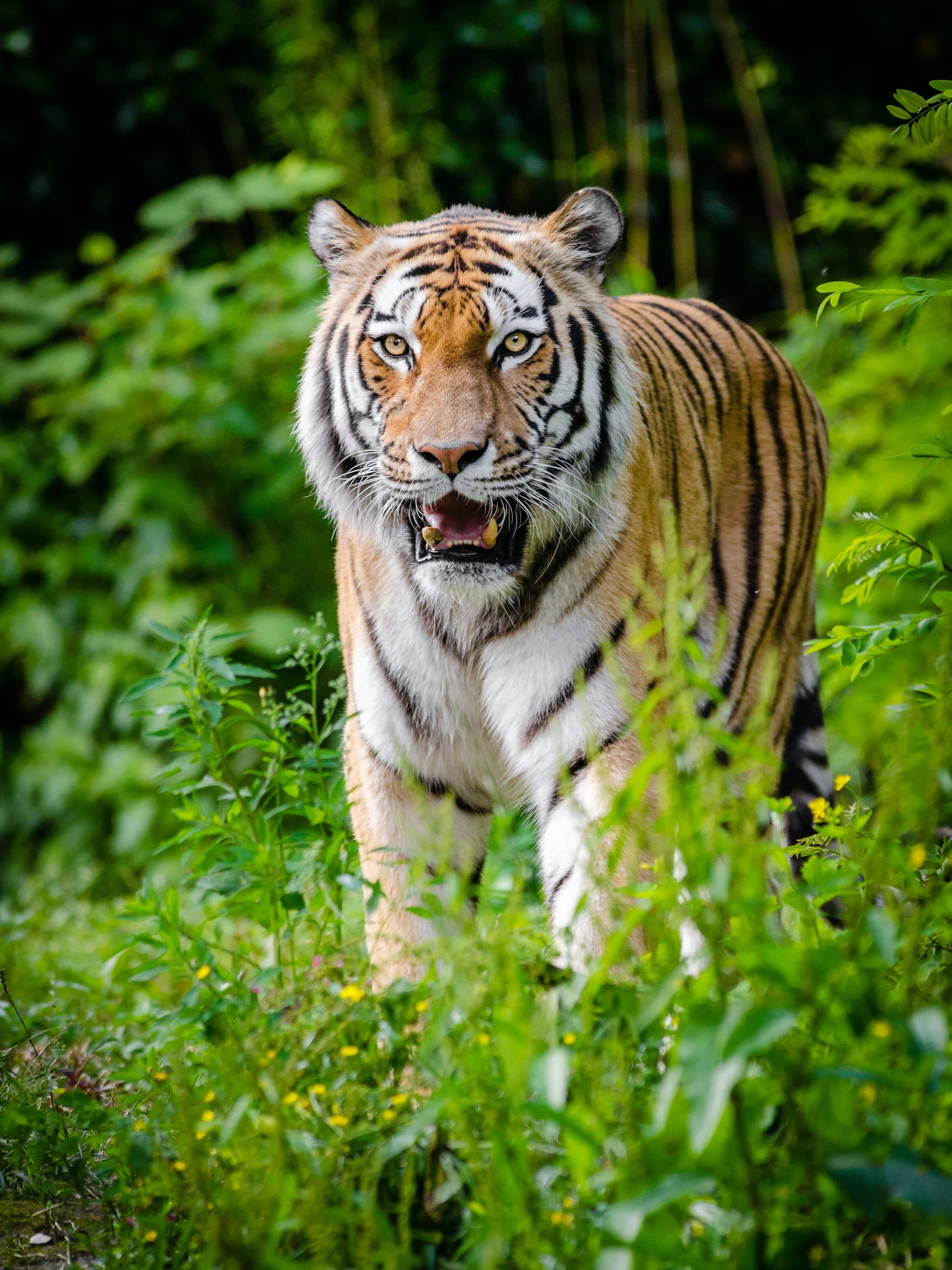 Difference between black, white, yellow tiger