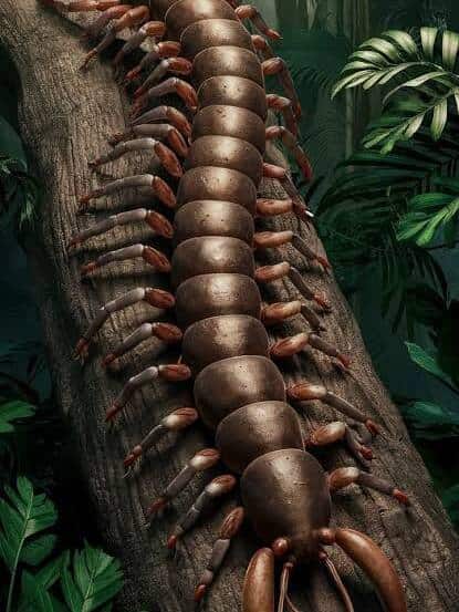 Animals that have more than 8 legs