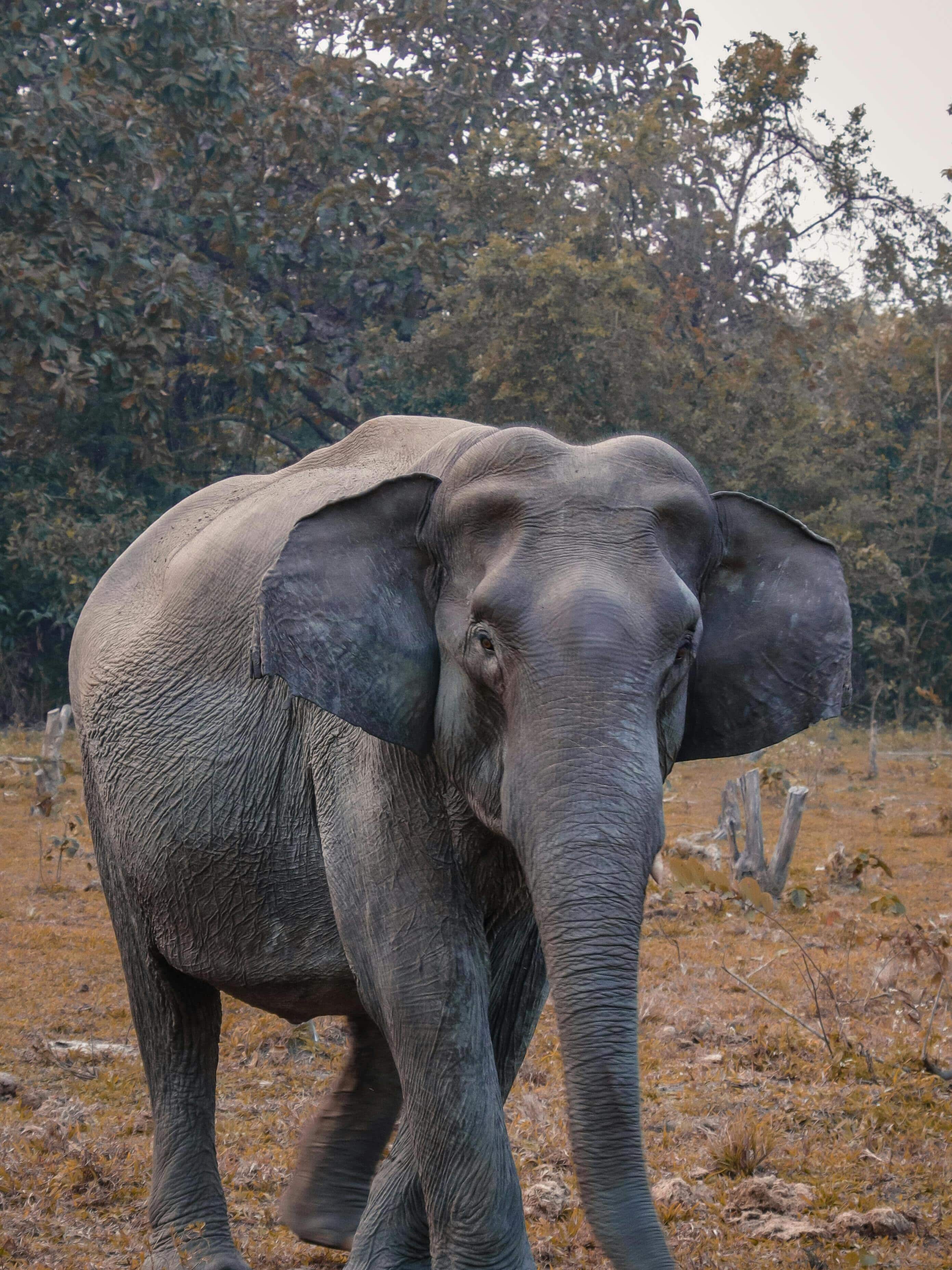 7 animals with incredible memory