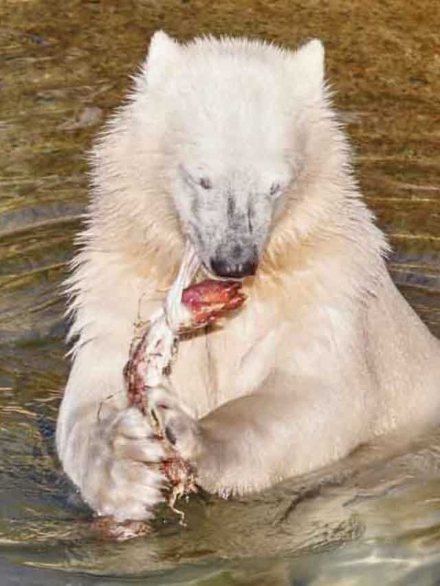 8 animals that eat their own flesh