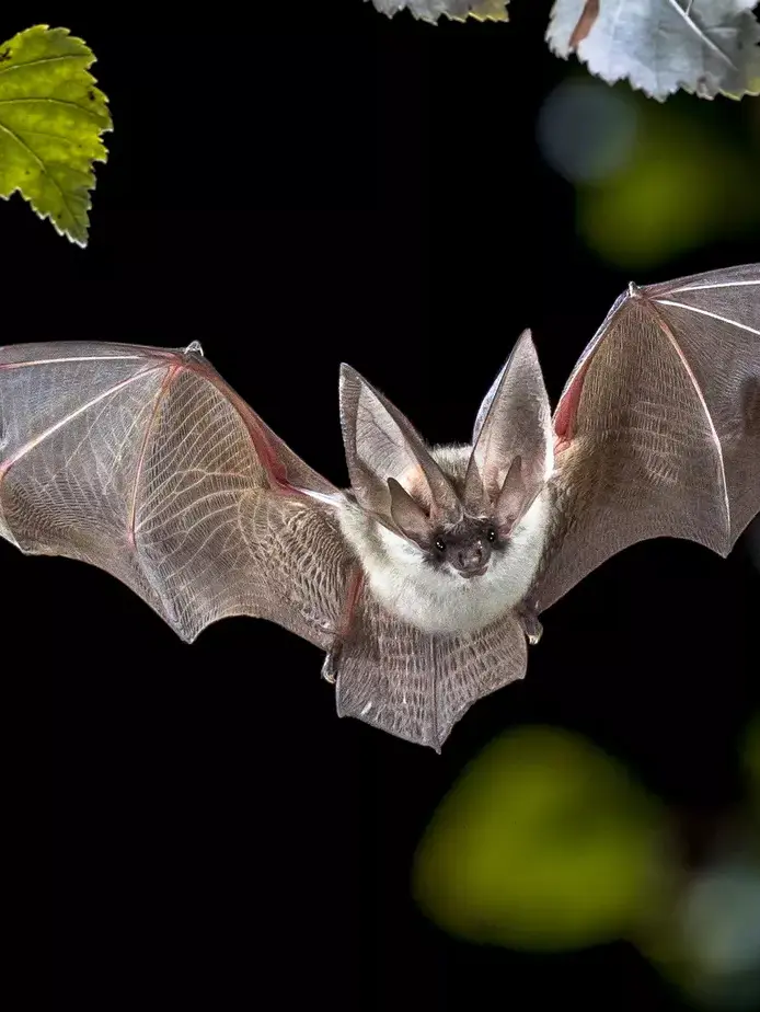 7 vampire-like blood-sucking animals