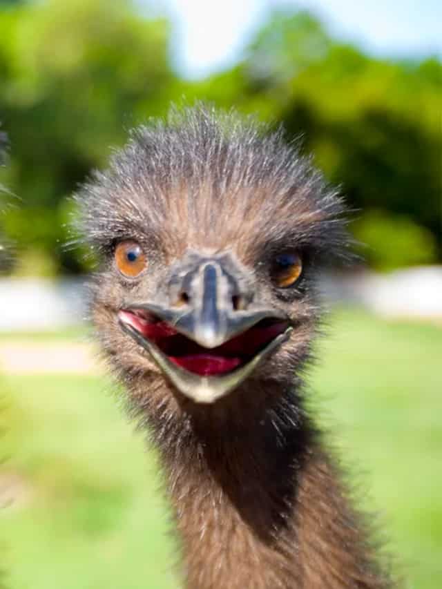 8 animals that don't have teeth