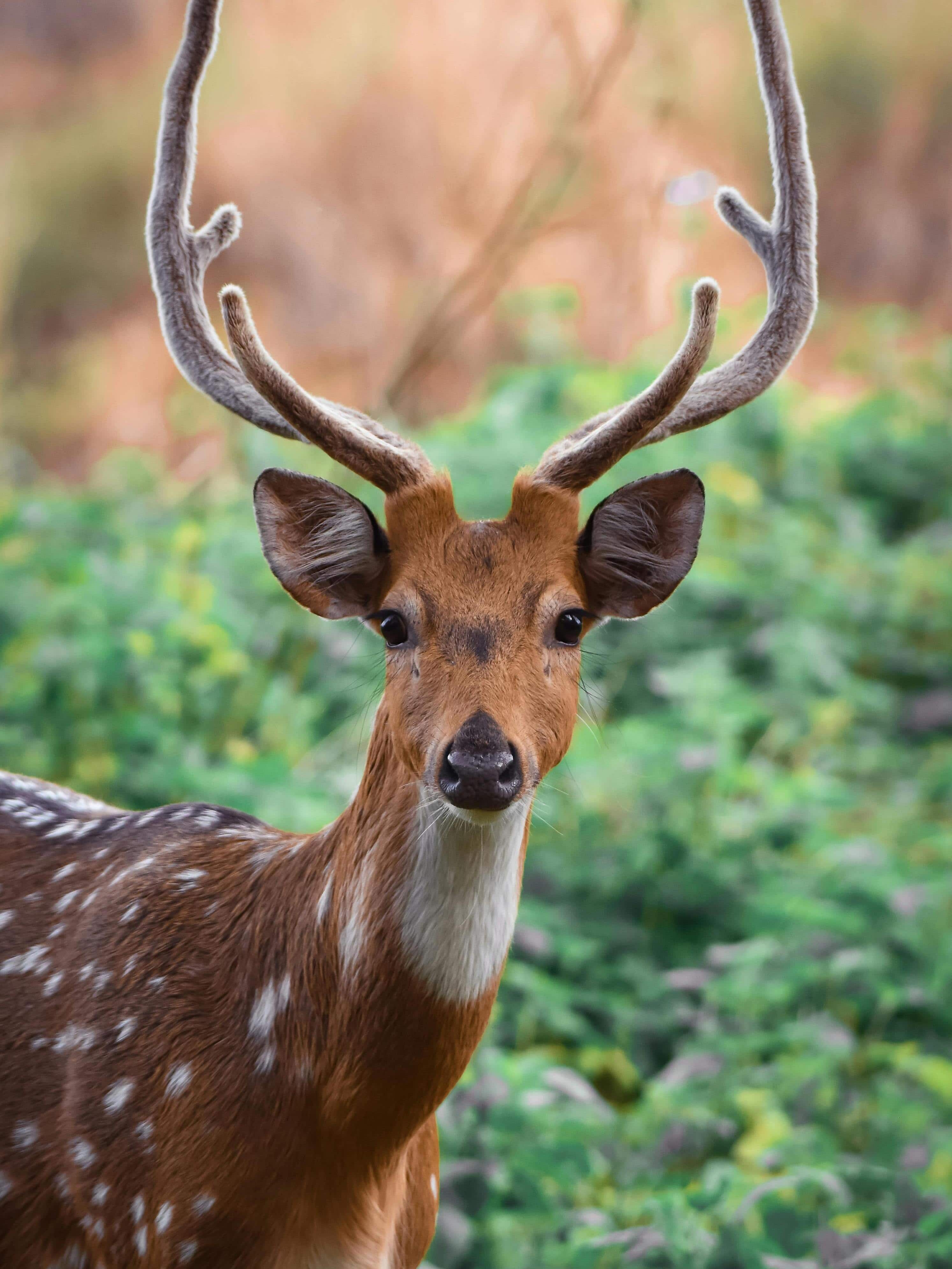 Animals that can regrow body parts