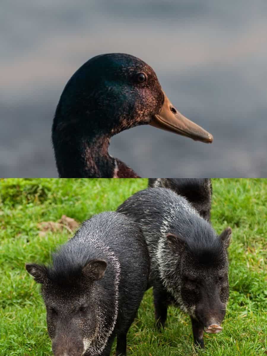 8 creatures that are now extinct