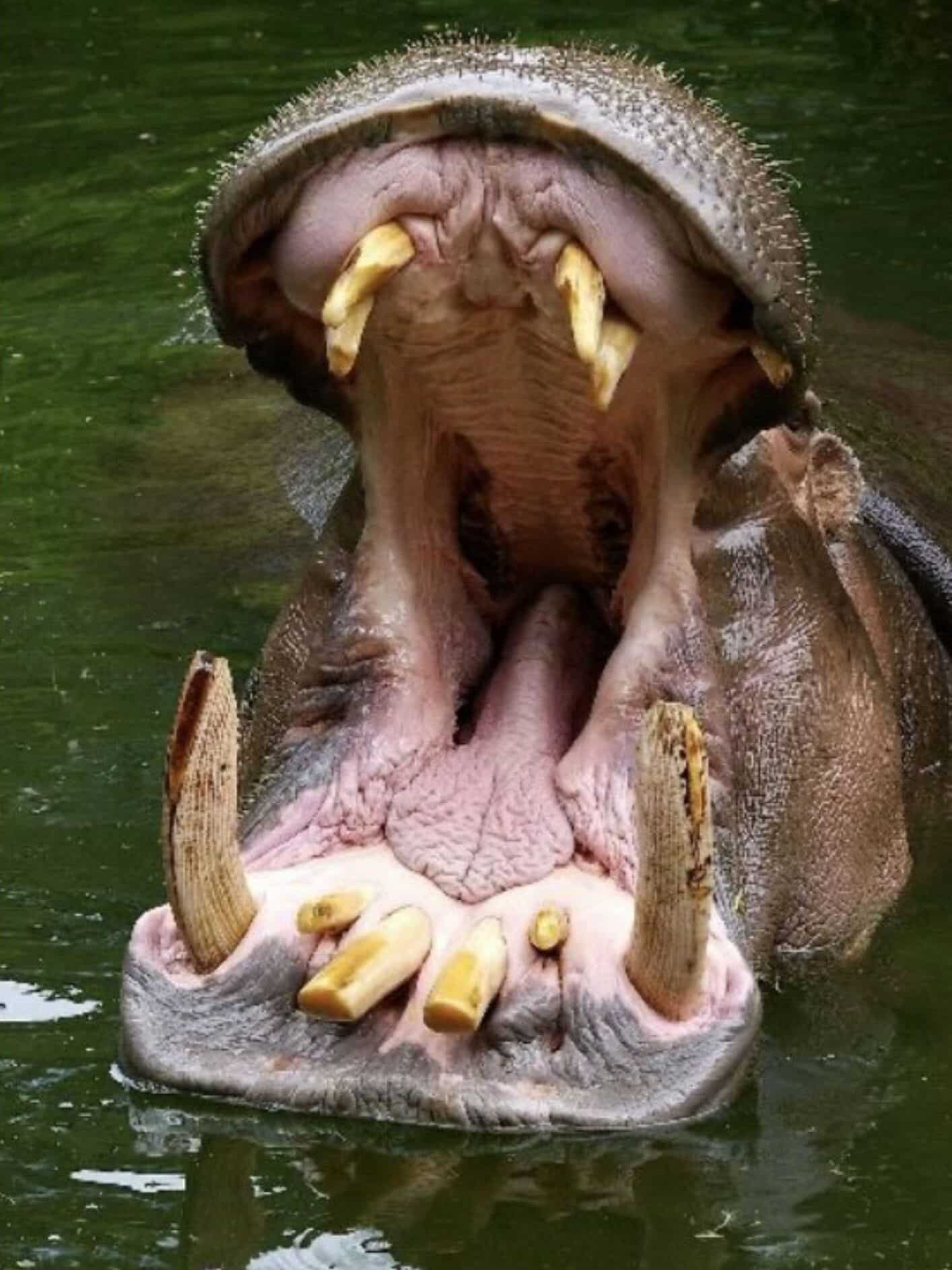 7 animals with biggest teeth