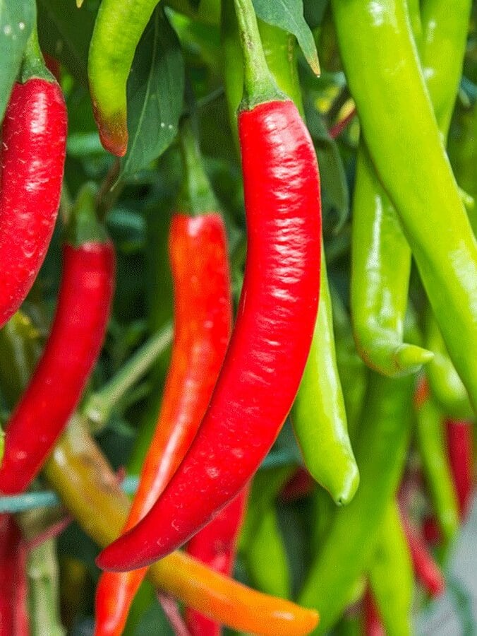 Red chilli vs. green chilli: Which one is healthier