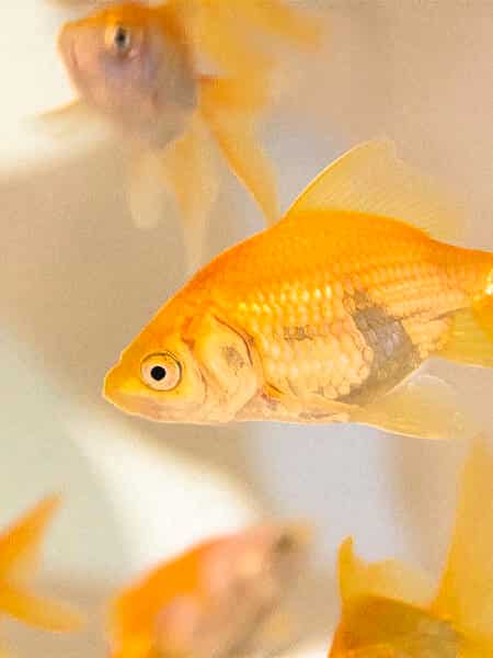 Fish that is expensive than gold, Its price is...