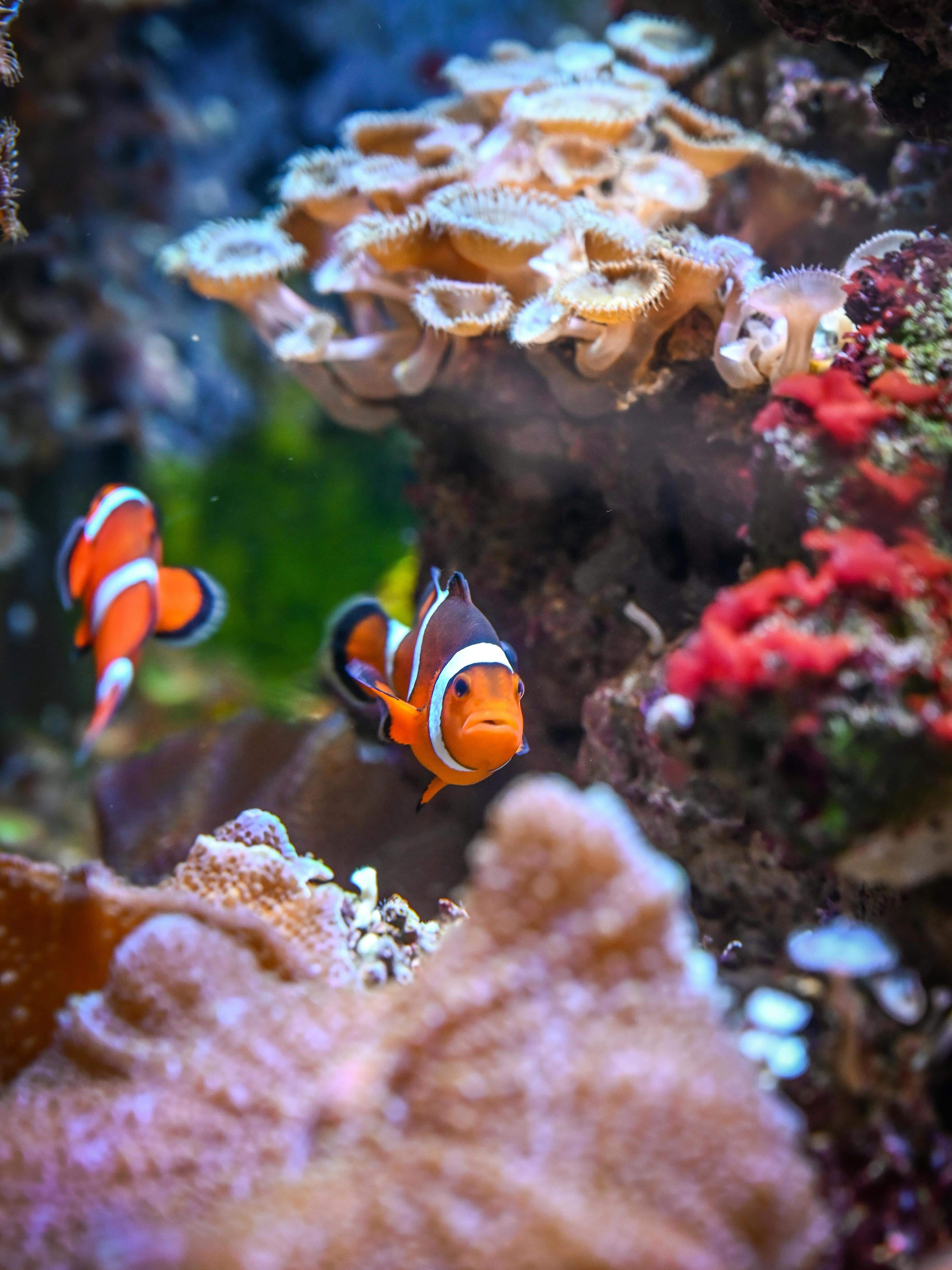 9 stunning aquatic animals