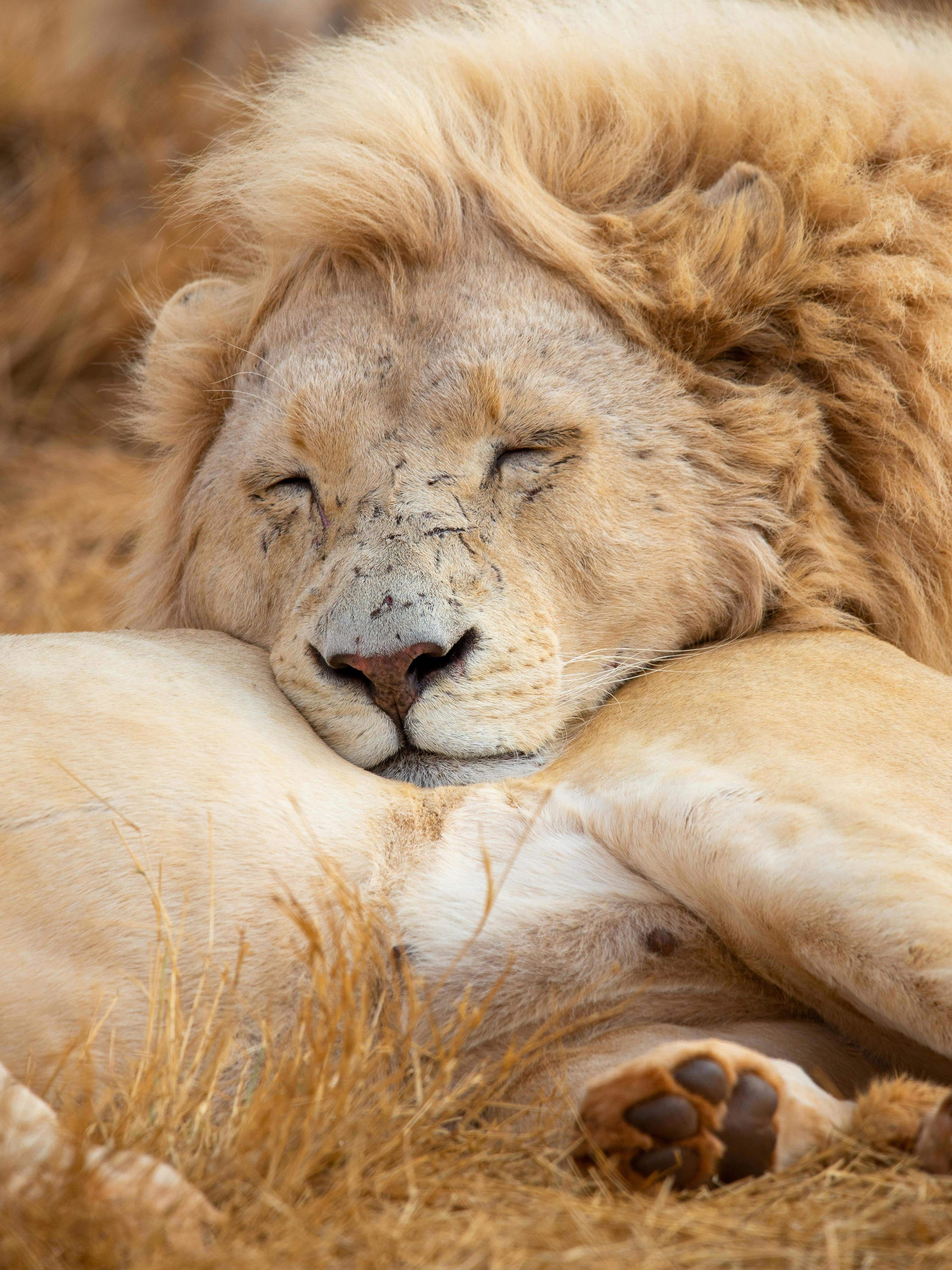 7 laziest animals in the world