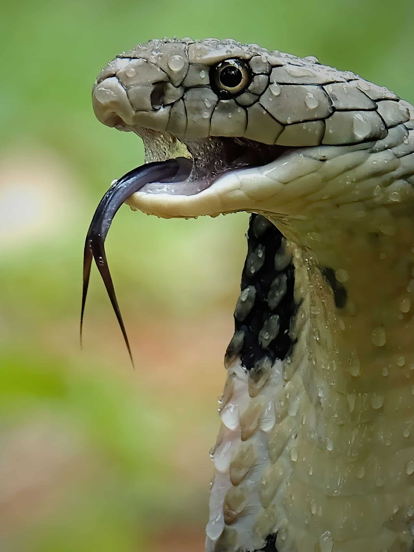 5 deadly animals that prey on cobras