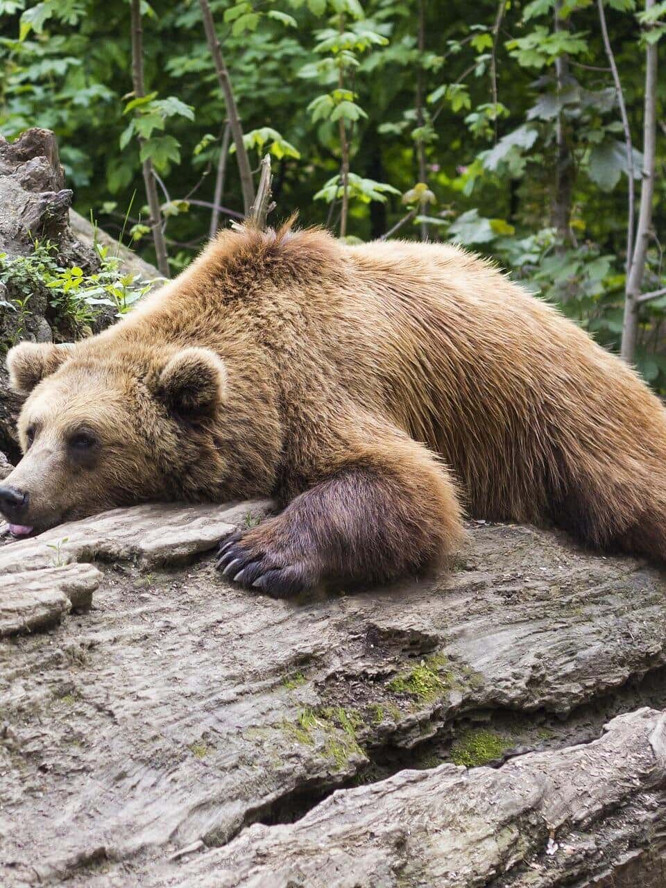 Animals that can survive without food for months