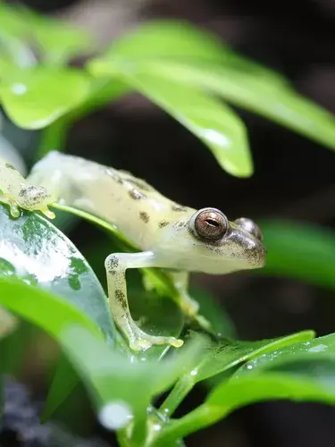 6 animals whose bodies are transparent