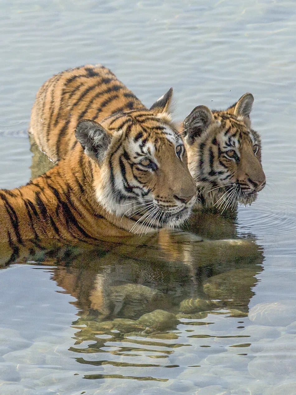 Top 5 strategic predators in Indian wildlife