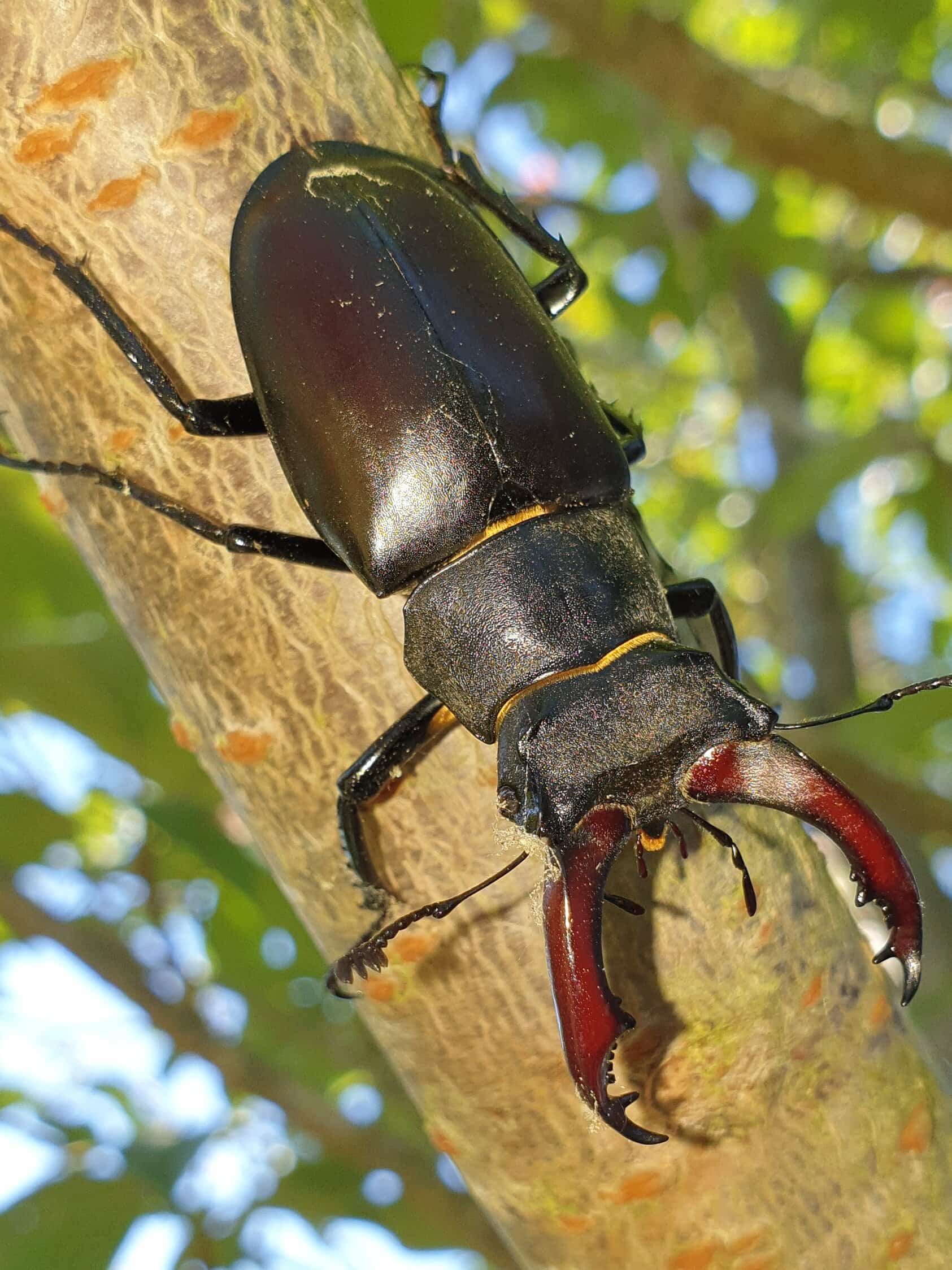 Most expensive insect in the world