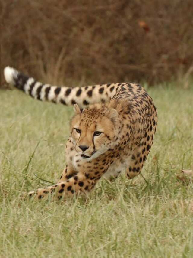 8 fastest land animals that outrun the wind