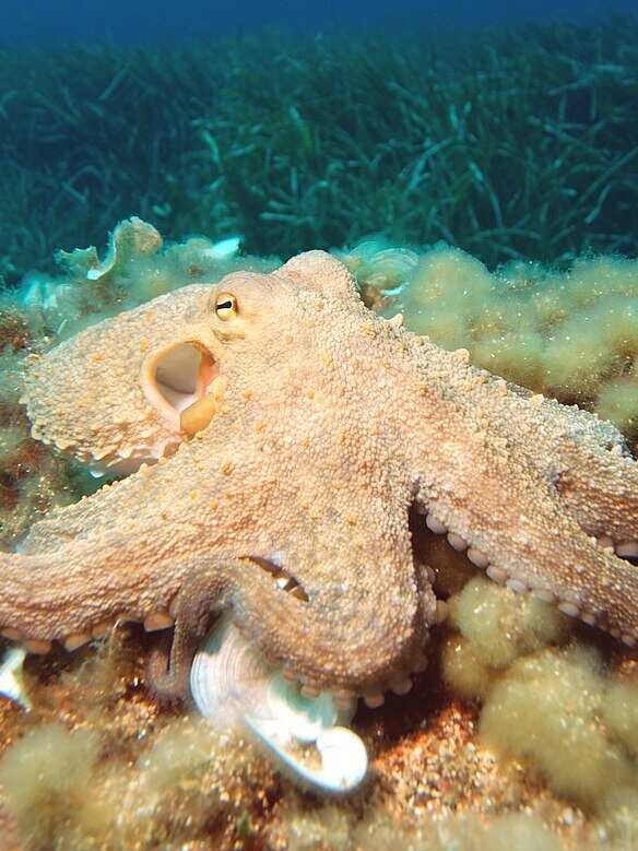 8 animals with more than one heart