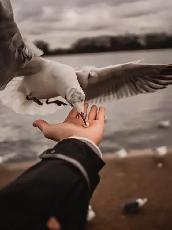 Birds eat rocks after eating, here's why