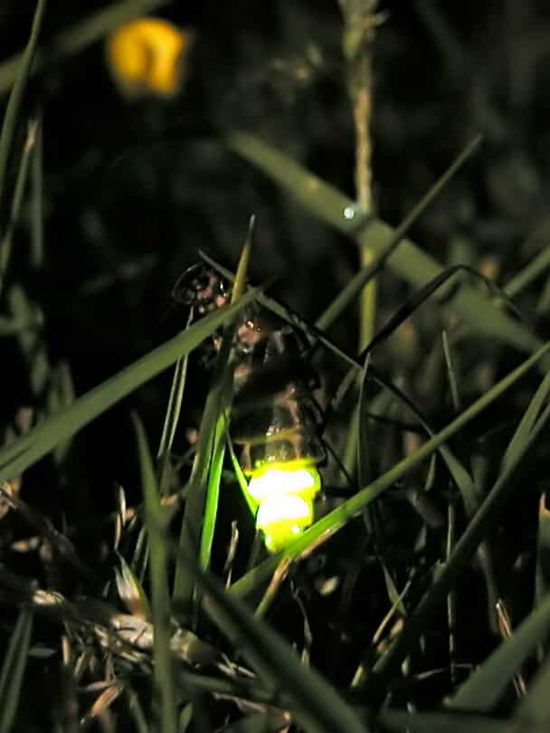 10 animals that glow in the dark