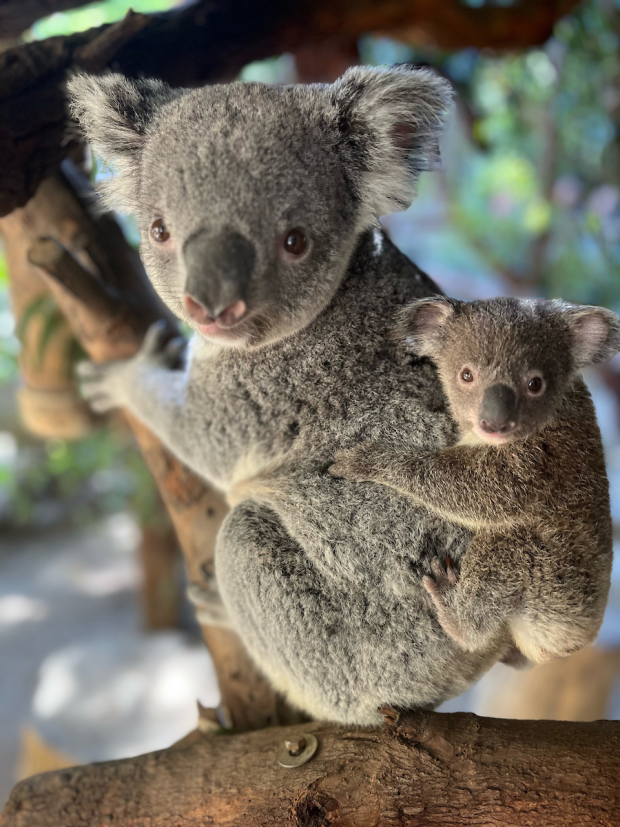 Most peaceful animals in the world