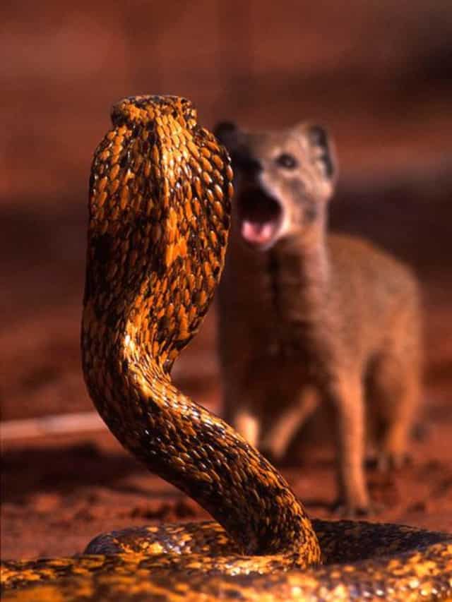 8 animals that love eating cobras