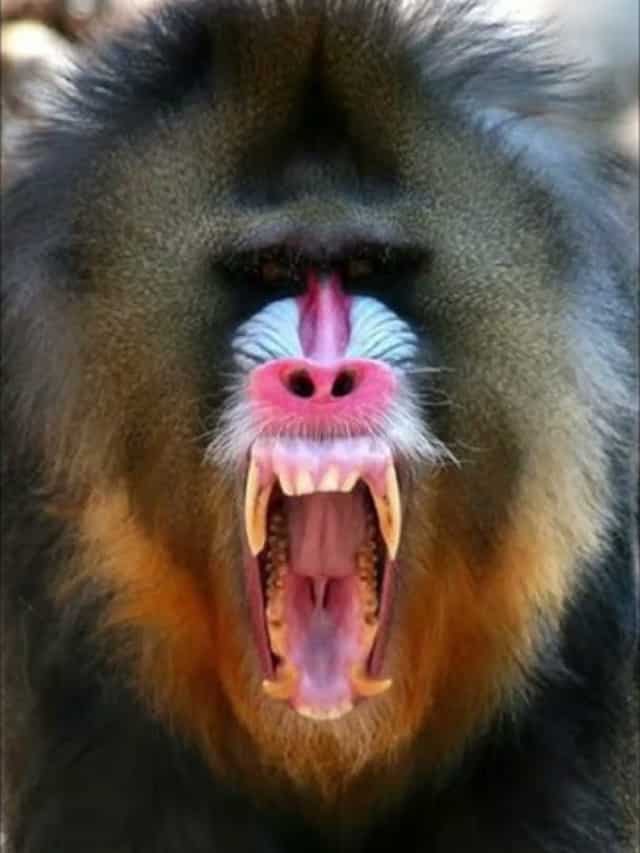 8 most mysterious animals