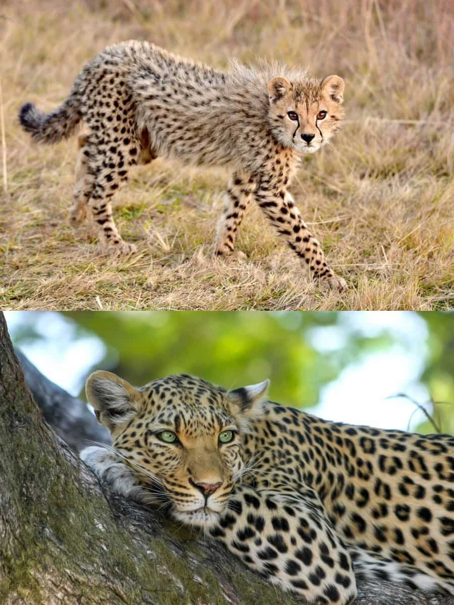 Cheetah vs Leopard: 7 key differences