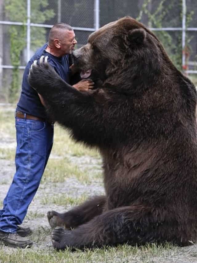 8 most friendly wild animals